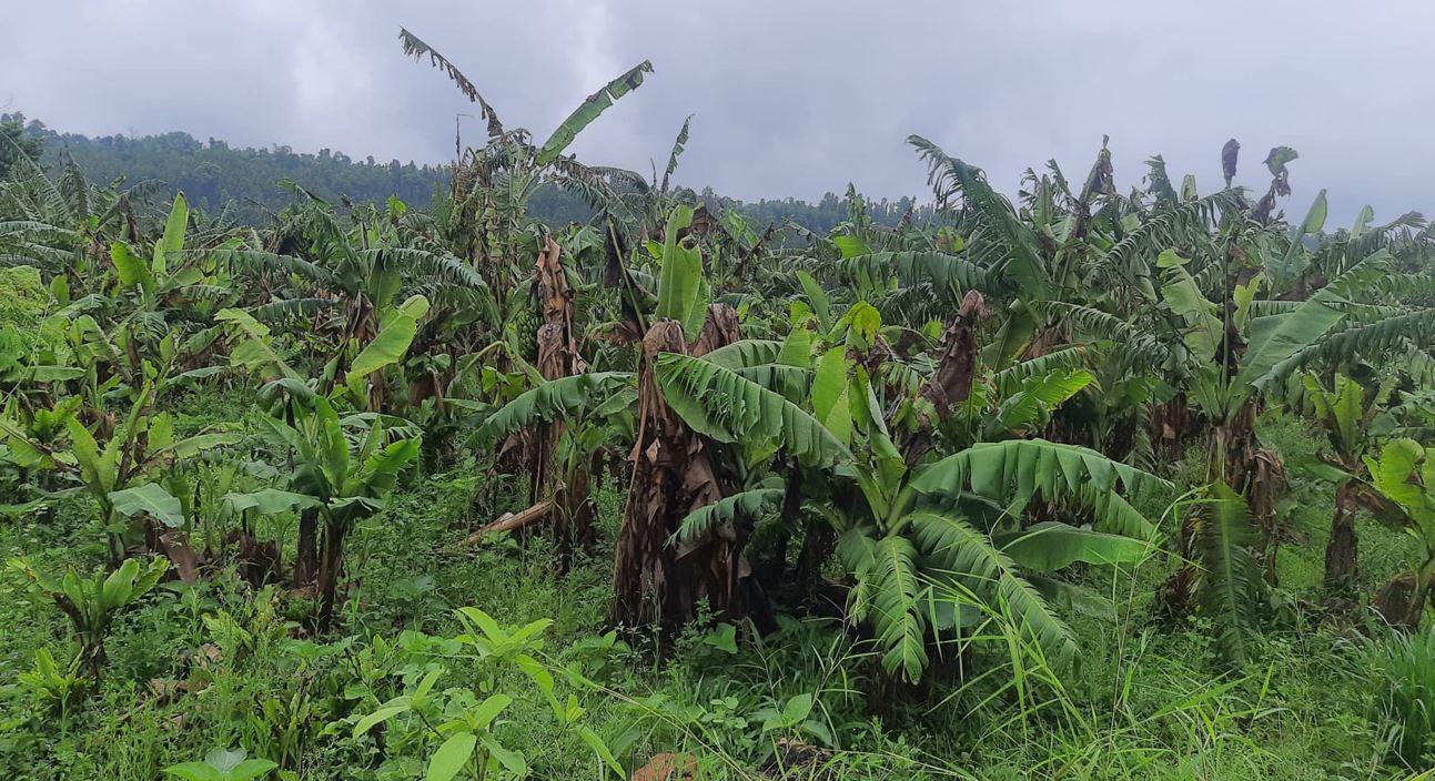 केरा खेतीले फेरियो जिन्दगी « Suchana Press